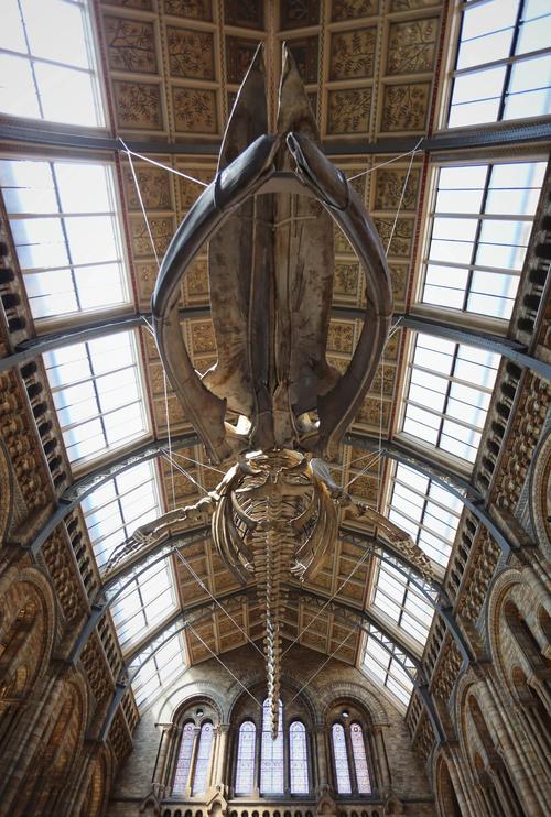 Natural History Museum London Closing Times: Your Definitive Guide to a ...