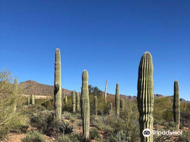 Parkinsonia Desert Museum Palo Verde: A Comprehensive Guide to This ...